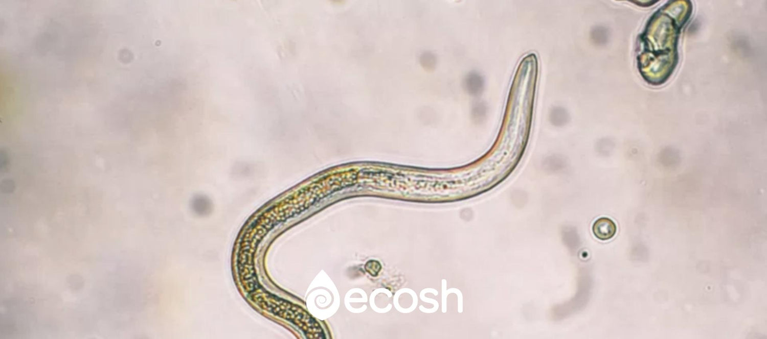 PARASSITI INTESTINALI: Tenia, Ossiuri e Toxoplasma – Ecosh